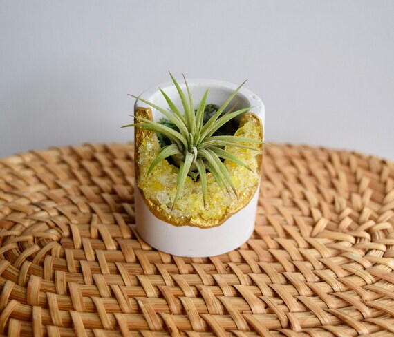 Citrine Crystal Inspired Air Plant Geodes Living Air Plants. | Etsy