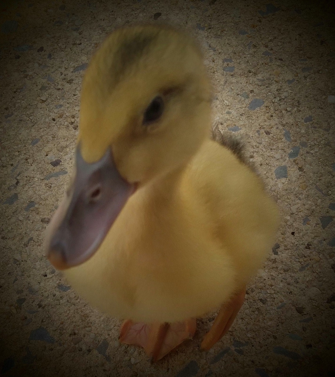 Good Morning Baby Duck - Etsy