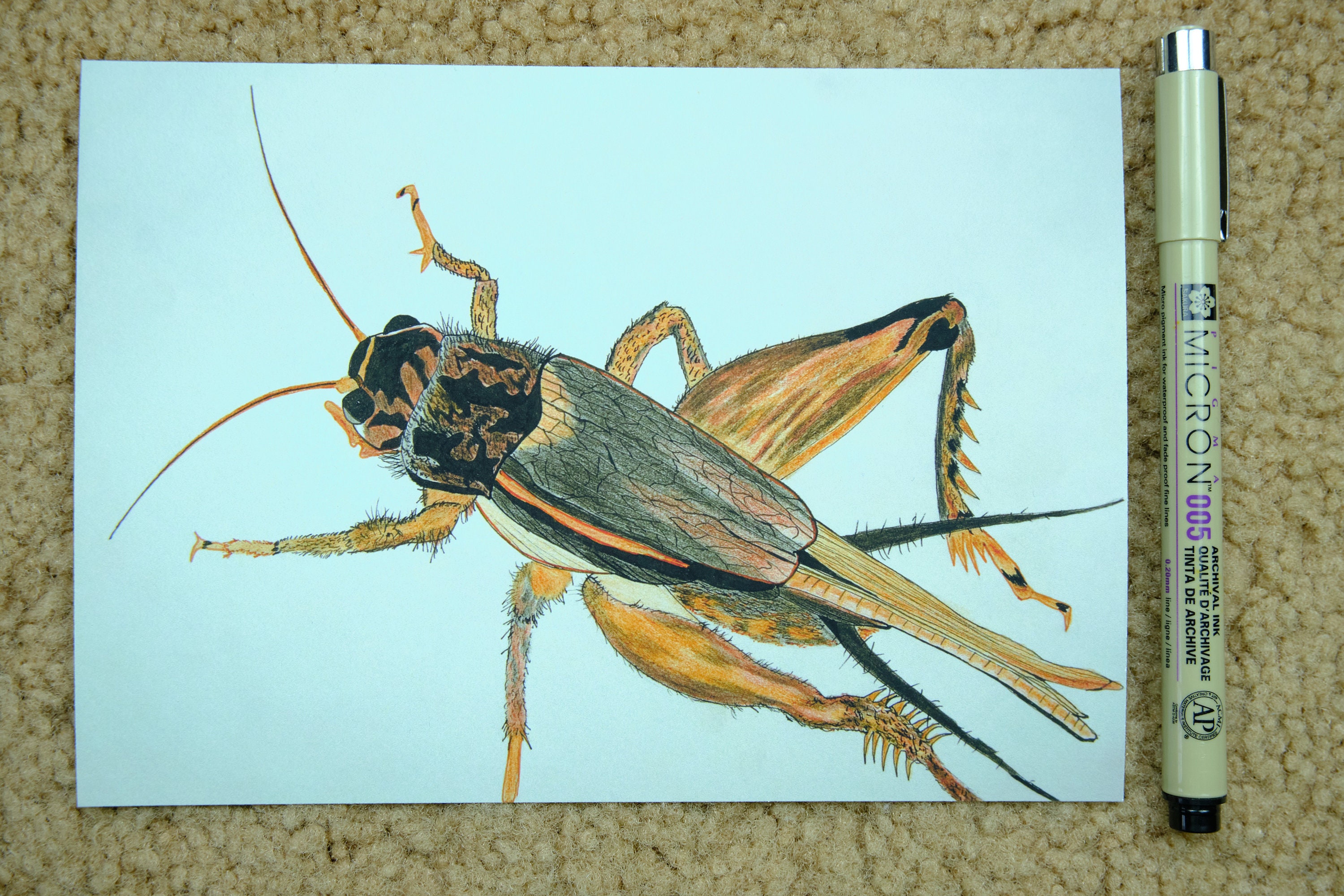 Cricket Drawing Fine Art Giclee Print - Etsy