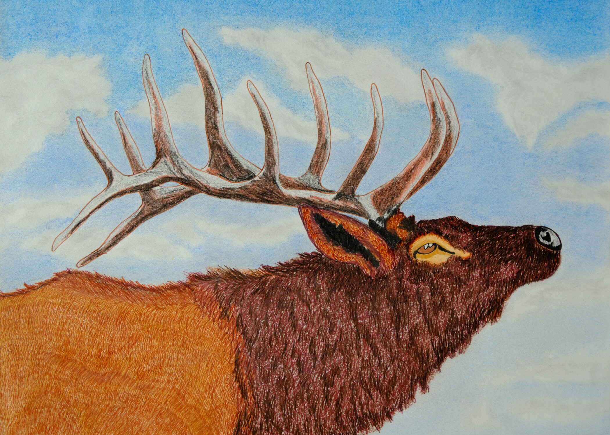 Elk Drawing Color