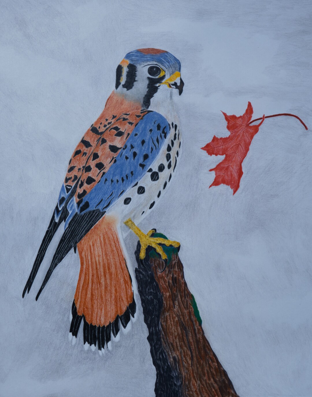 Hawk Drawing-colored Pencil Fine Art Giclee Print - Etsy