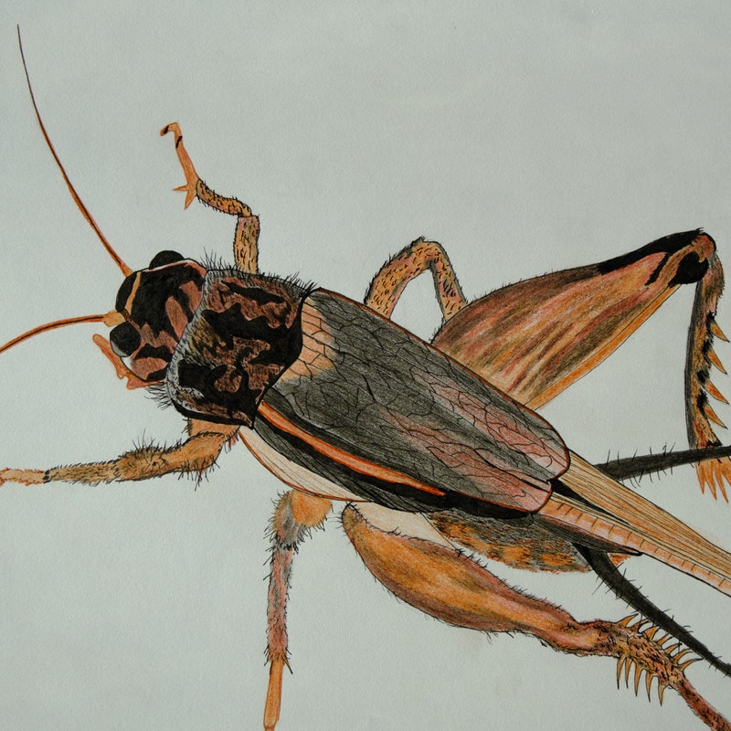 Cricket Drawing - Etsy