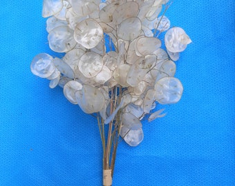 Ten 26" Dried Lunaria Biennis, Silver Dollar, Money Plant Flower ...