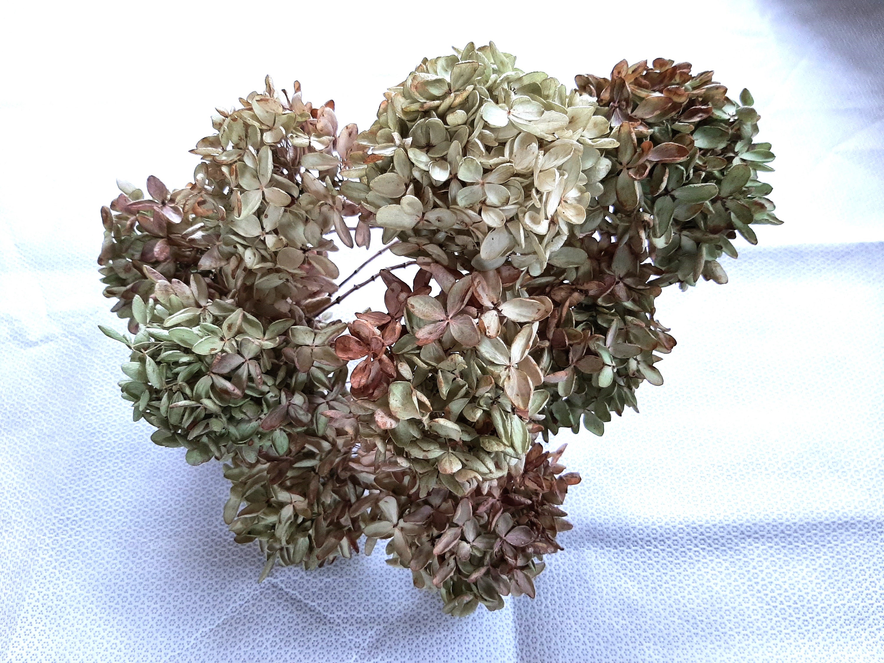 10 Air Dried Hydrangea Pee Gee Flower Stems - Etsy