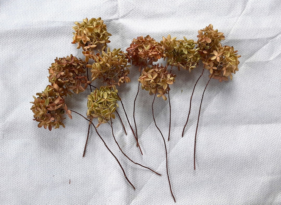 10 Air Dried Hydrangea Pee Gee Flower Stems - Etsy
