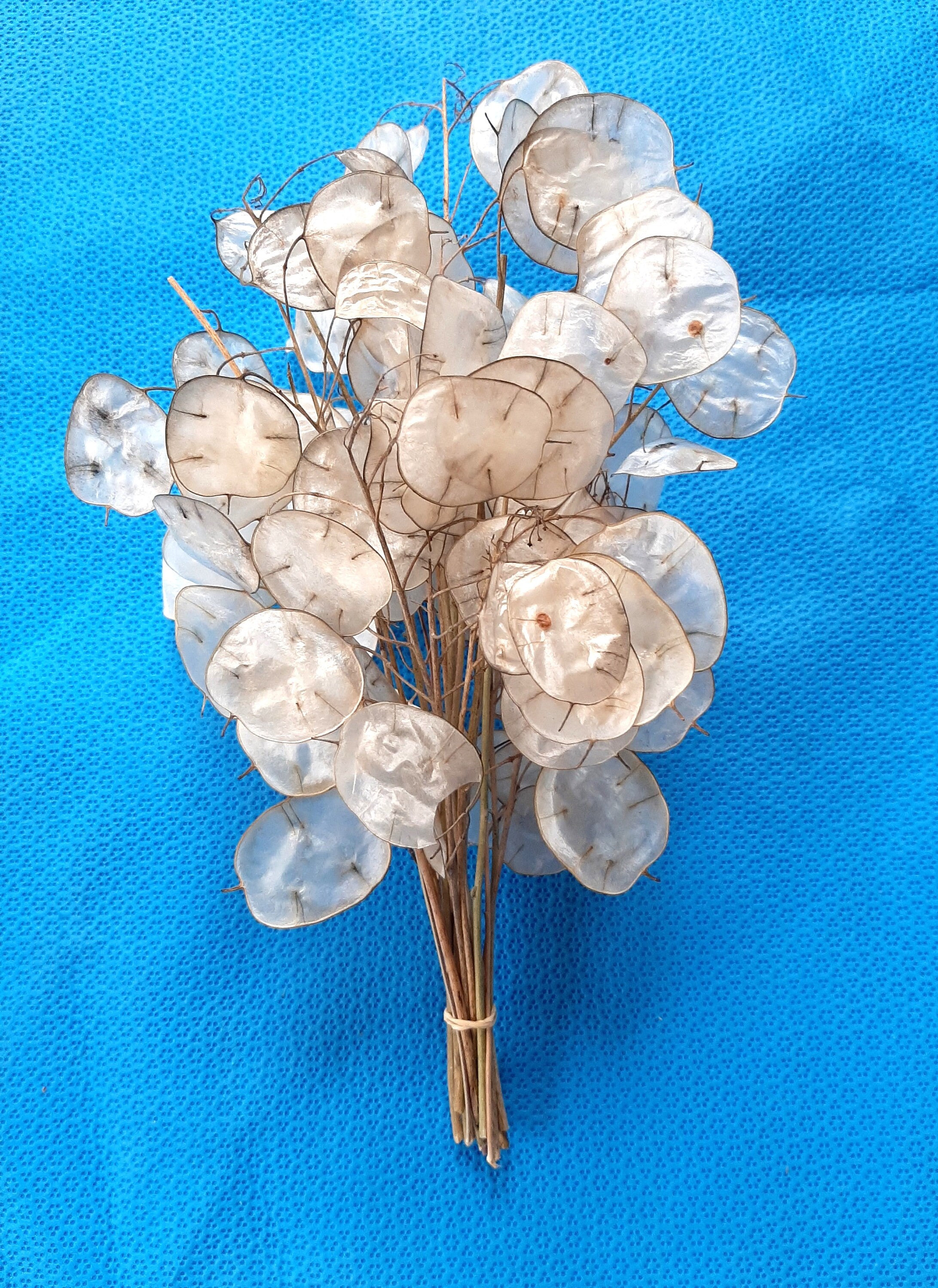 20 Dried Lunaria Biennis, Silver Dollar, Money Plant Flower Seedpod ...