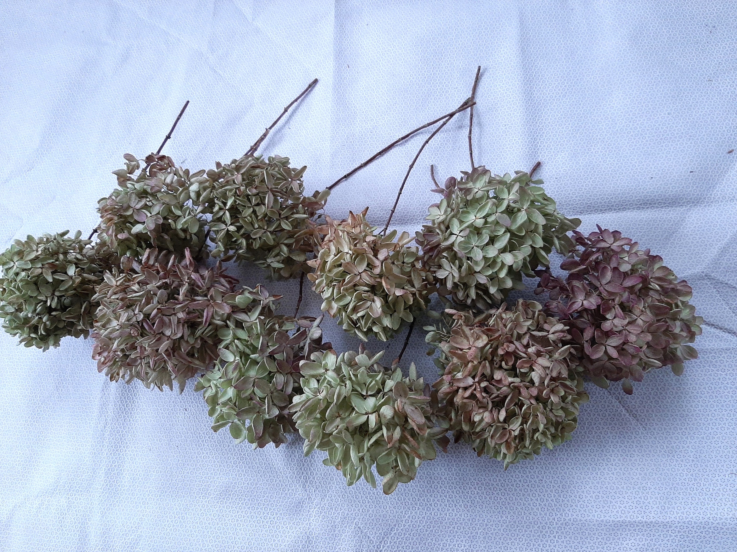 10 Air Dried Hydrangea Pee Gee Flower Stems - Etsy