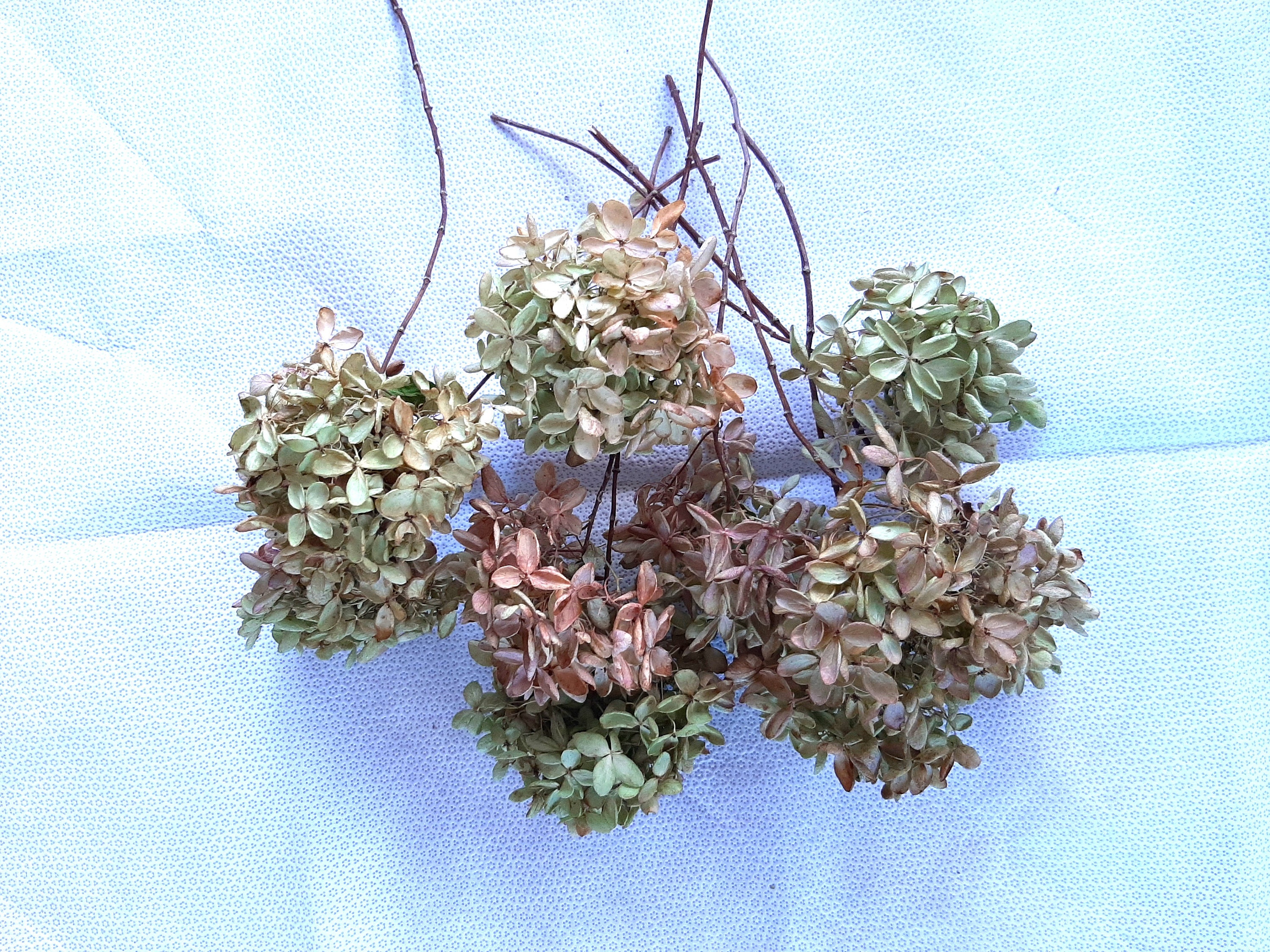 10 Air Dried Hydrangea Pee Gee Flower Stems - Etsy