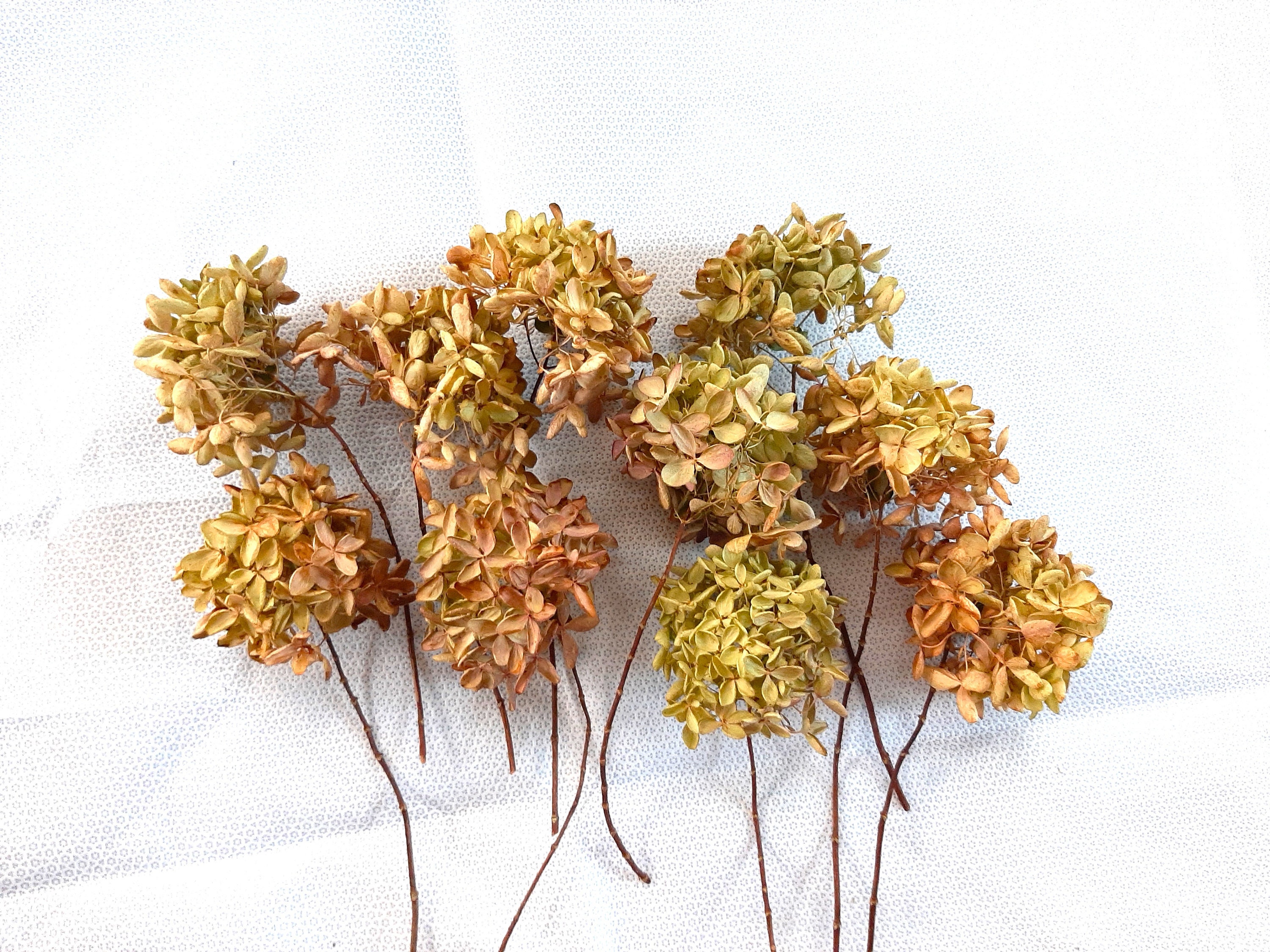 10 Air Dried Hydrangea Pee Gee Flower Stems - Etsy