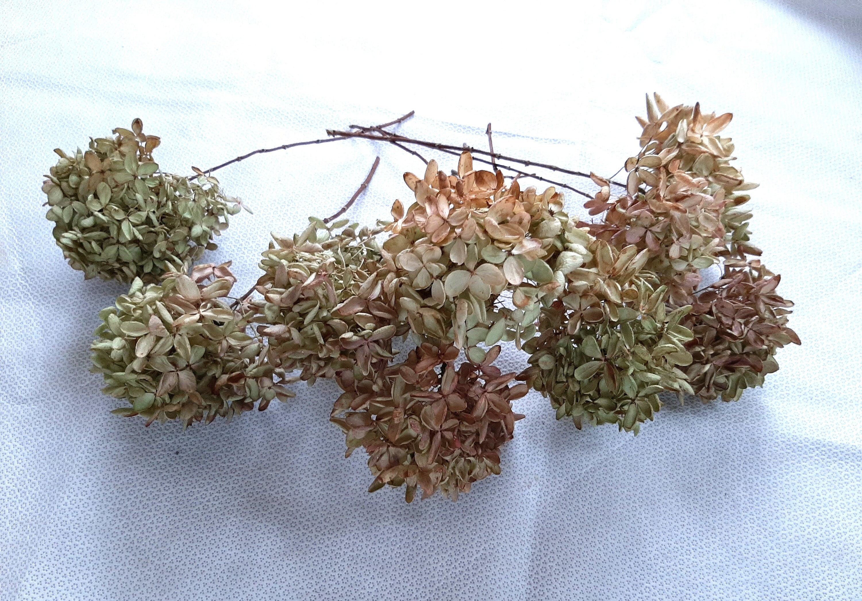 10 Air Dried Hydrangea Pee Gee Flower Stems - Etsy