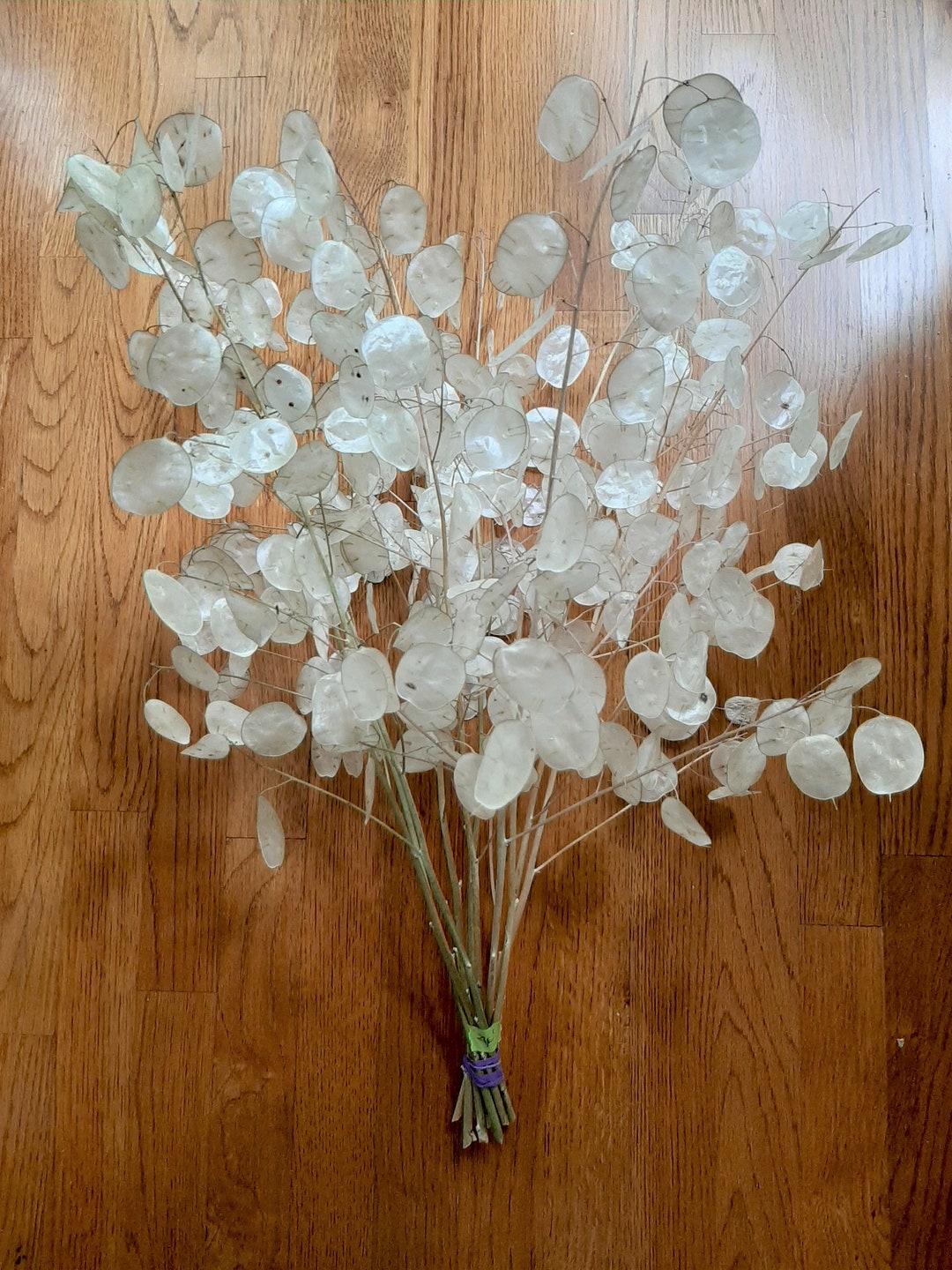 Ten 25" - 26" Dried Lunaria Biennis, Silver Dollar, Money Plant Flower ...