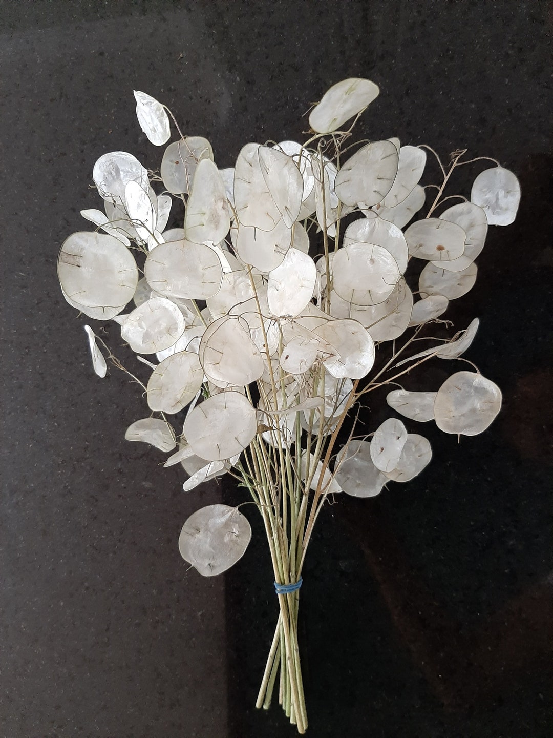 Ten 13" to 14" Dried Lunaria Biennis, Silver Dollar, Money Plant Flower ...