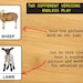 Printable Flash Cards, 25 Farm Animals, Three Part Montessori Cards ...