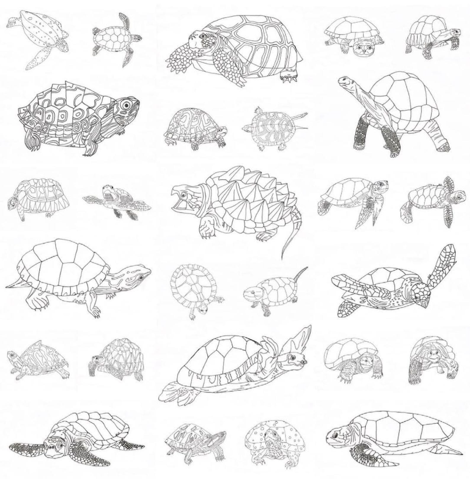 Coloring the Turtles & Tortoises of the World: A Coloring Book for All ...
