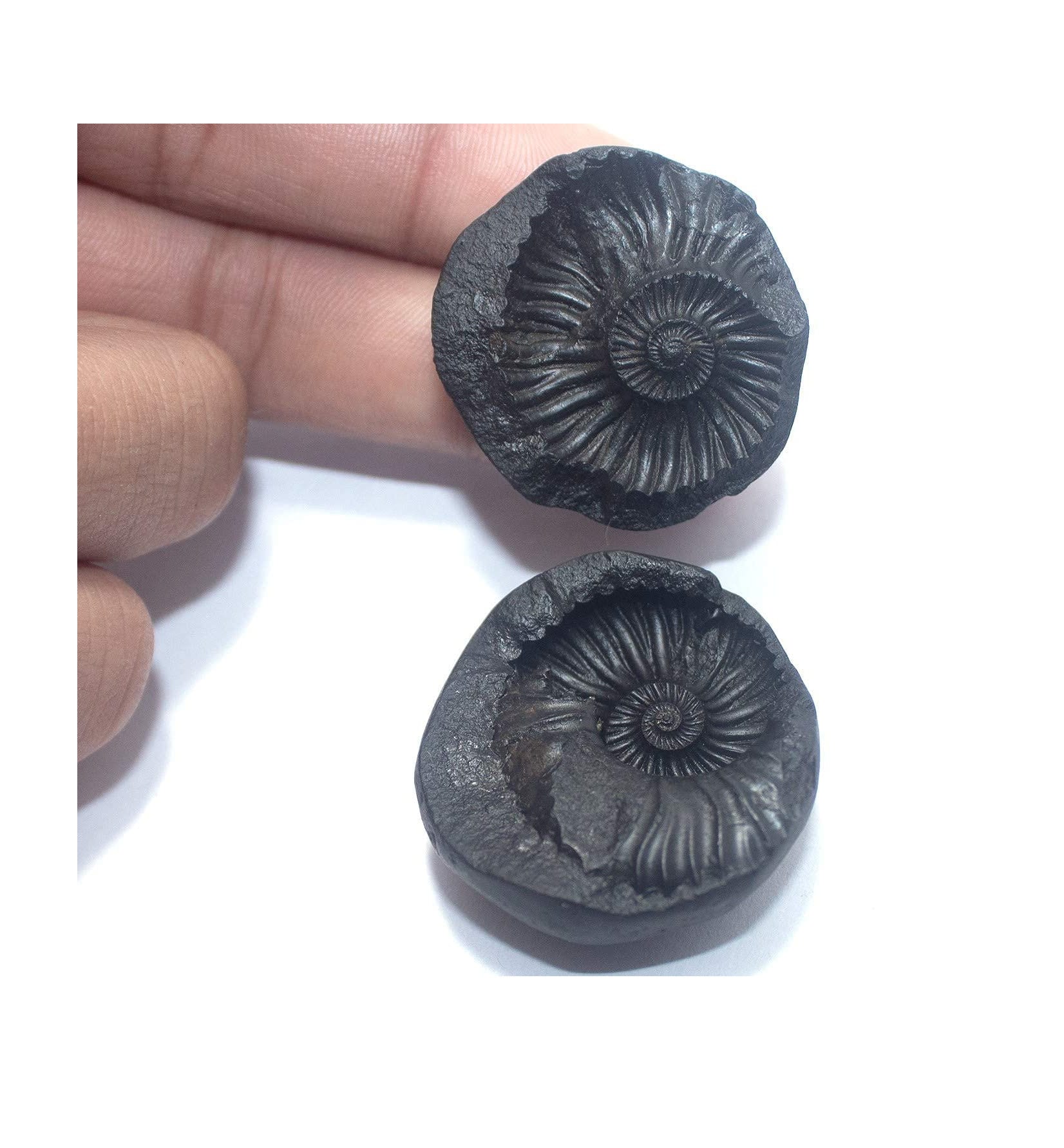 Diwali Navratri Pooja Item Shaligram Stone Natural Sudarshan Saligram ...