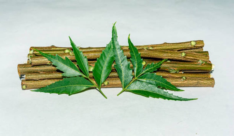 15 Neem Miswaknatural Organic Neem Datun Manual Toothbrush - Etsy