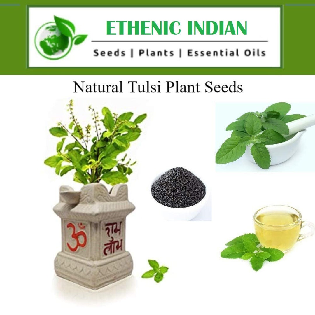 Homegrown Holy Basil Seeds 100,tulsi Herb Seeds culinary Herb,ready to ...