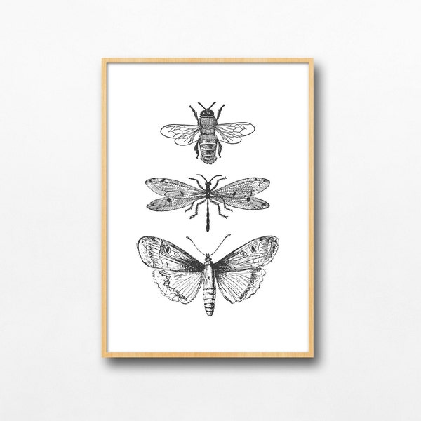 Vintage Bug Print - Etsy
