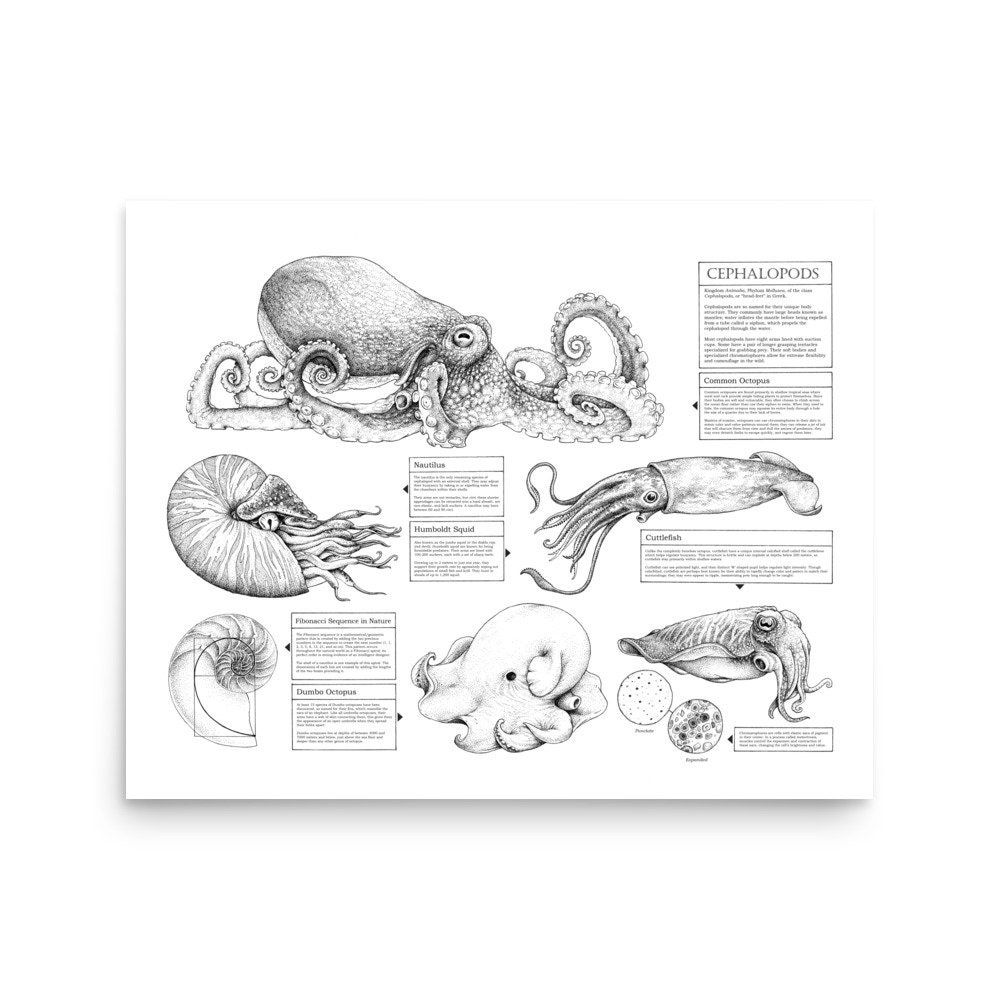 Cephalopods - Illustrated Poster Print - Etsy