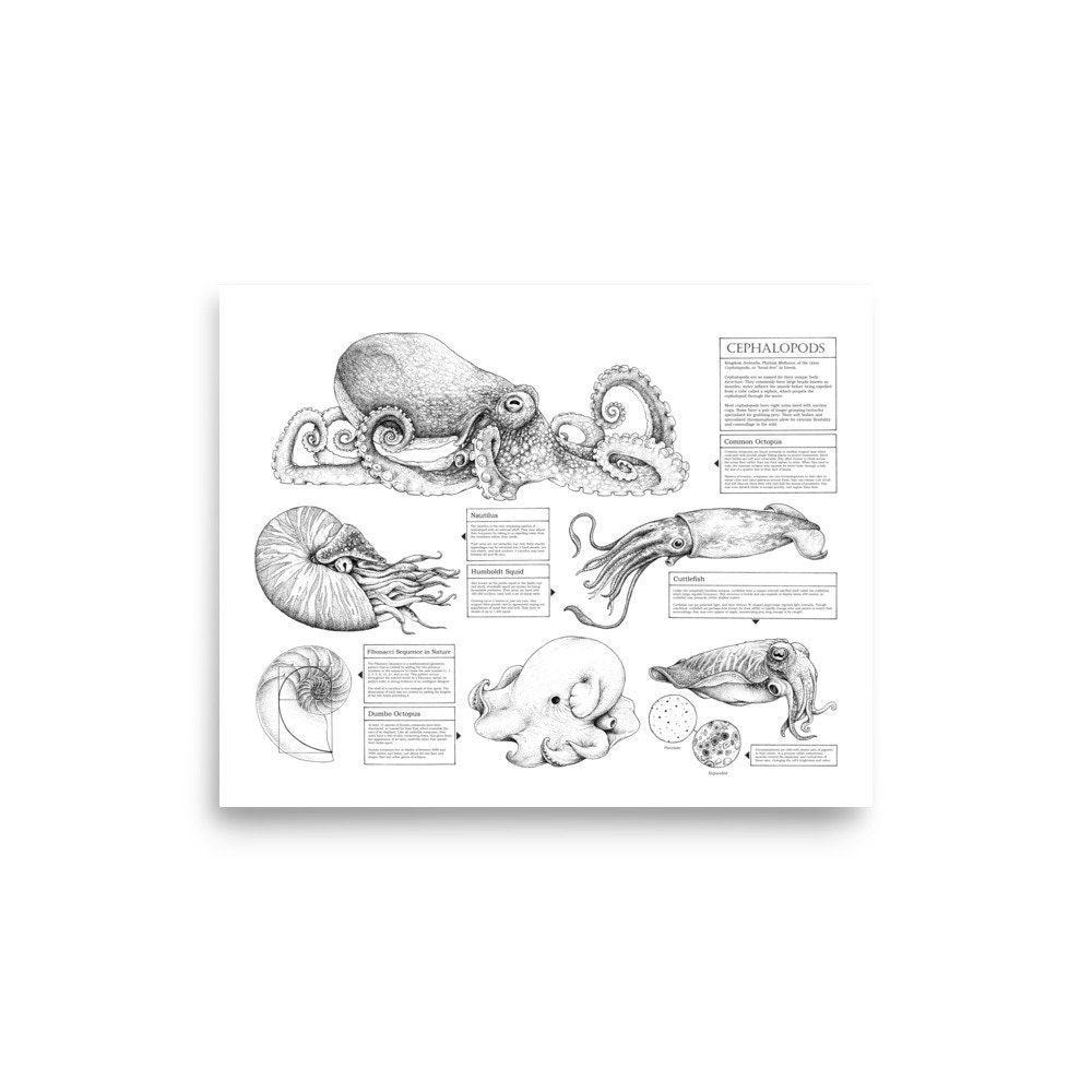 Cephalopods - Illustrated Poster Print - Etsy