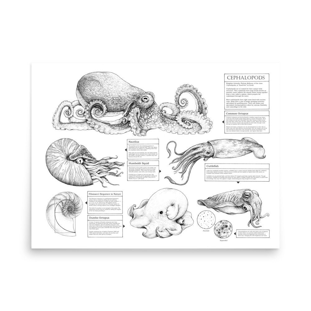 Cephalopods - Illustrated Poster Print - Etsy