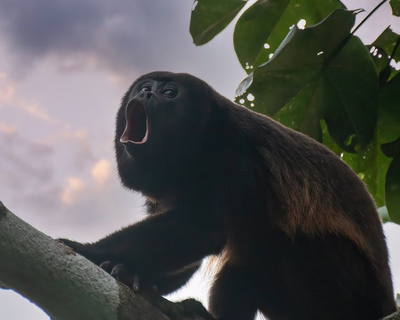 Howler Monkey in Mid-howl Wall Art | Etsy
