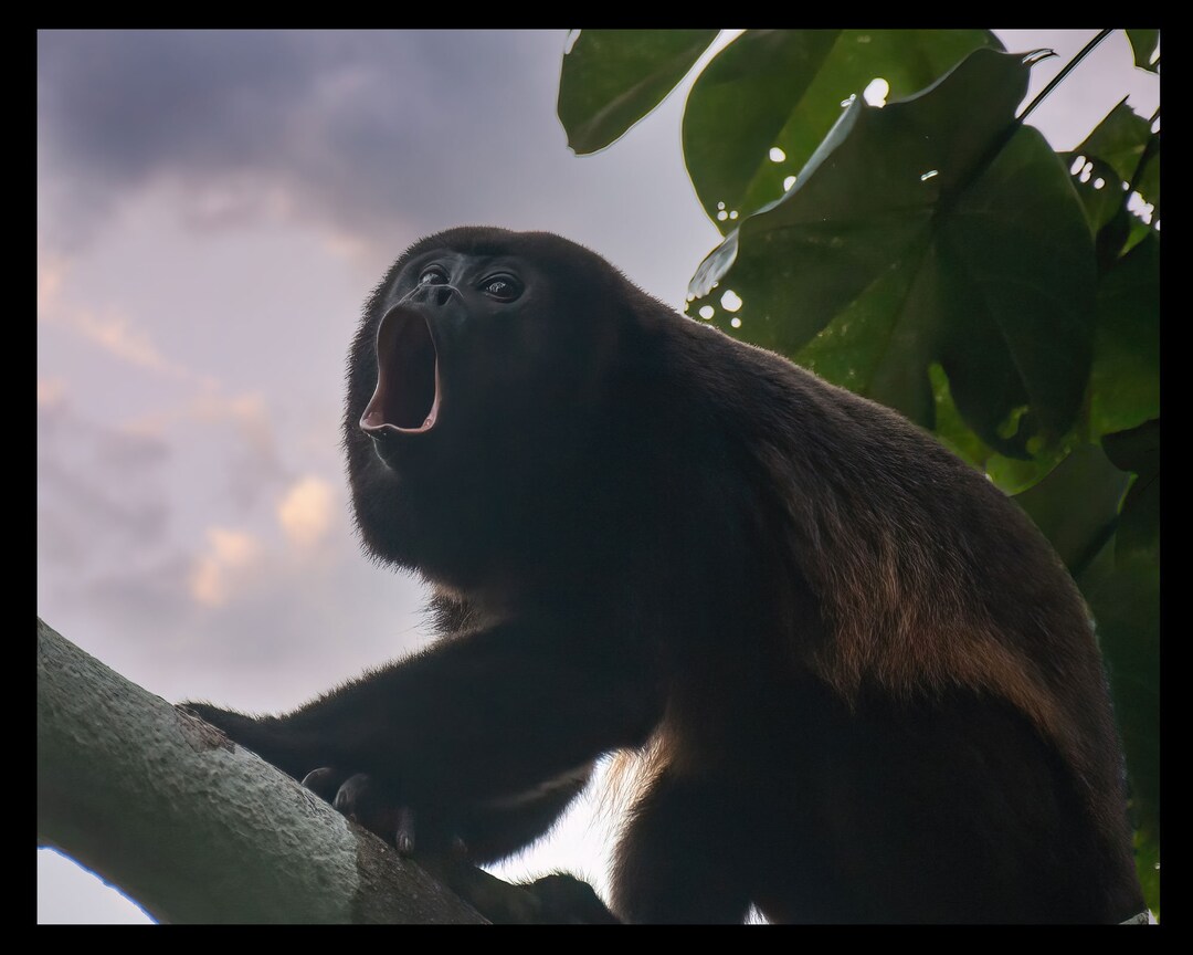 Howler Monkey Mid-howl Framed Wall Art - Etsy