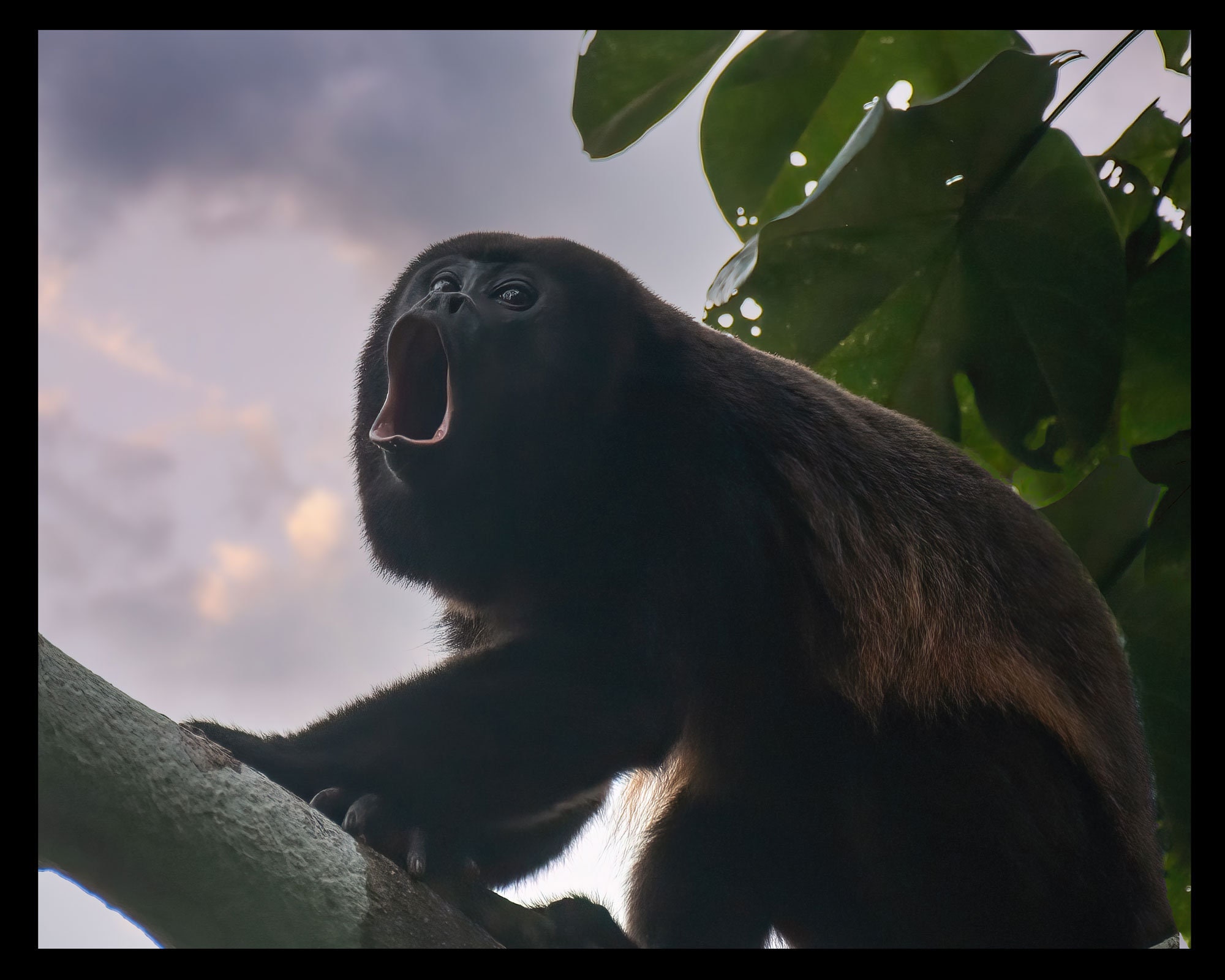 Howler Monkey Mid-howl Framed Wall Art - Etsy