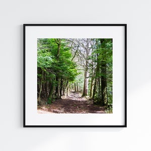 Forest Pathway Through Trees Nature Art Print, Wall Art! Instant ...