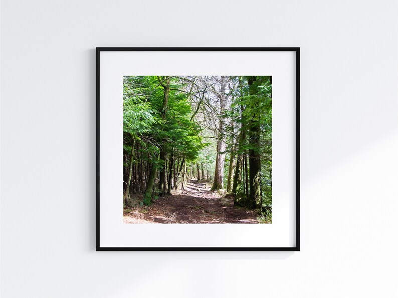 Forest Pathway Through Trees Nature Art Print, Wall Art! Instant ...