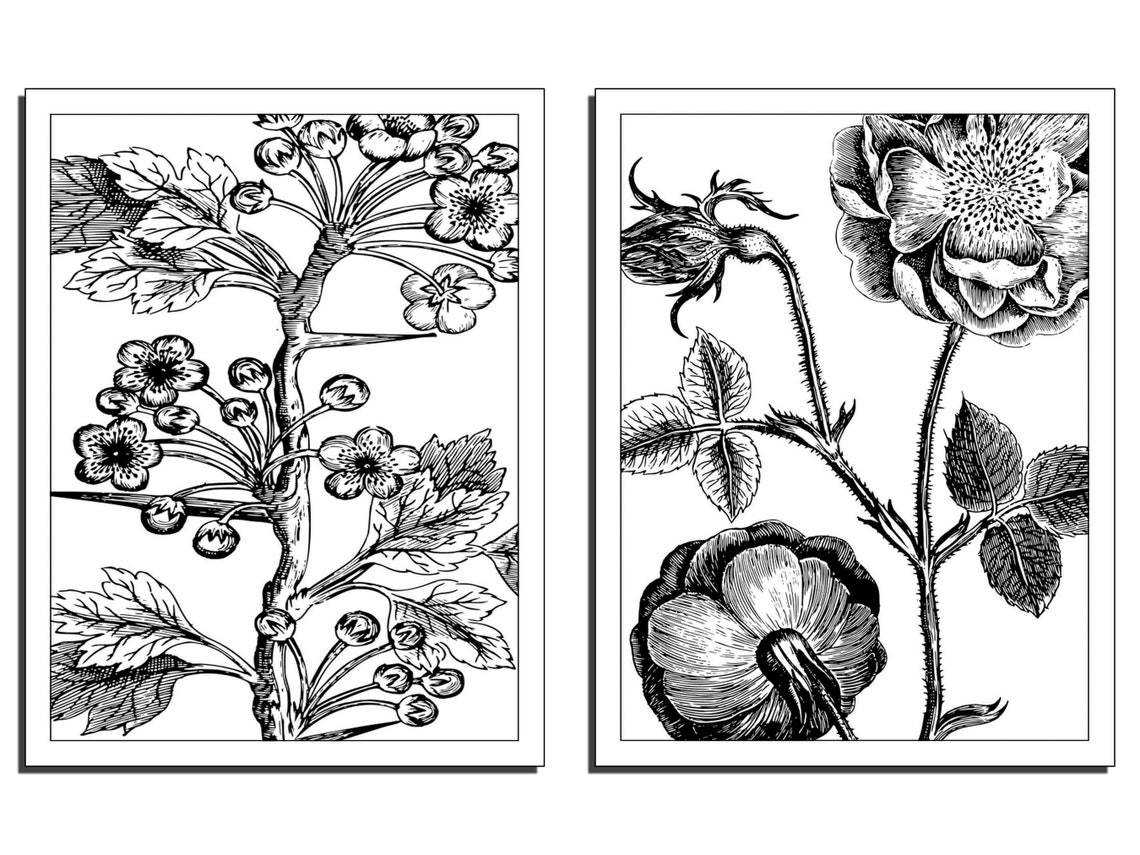 Grayscale Flowers Coloring Pages 50 Stunning Line Art Floral Coloring ...