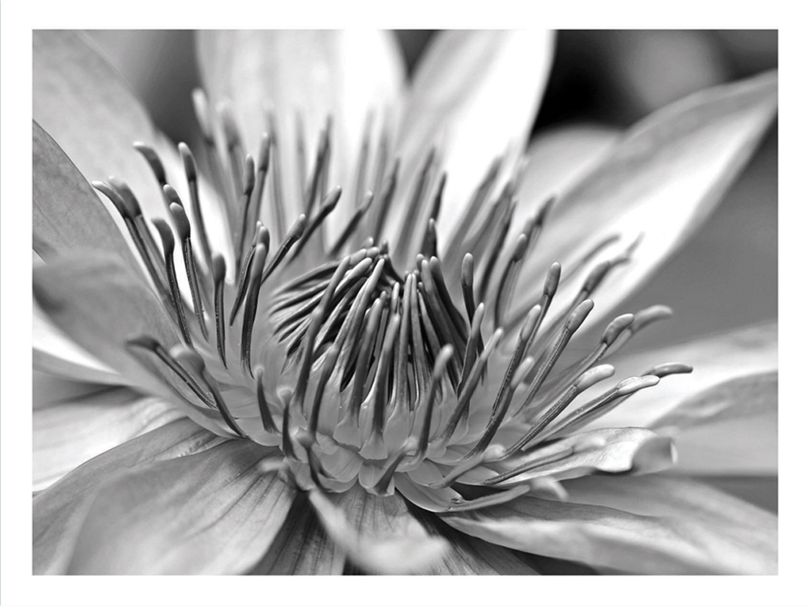 Delicate Blooms 50 Grayscale Flower Coloring Pages Discover the ...