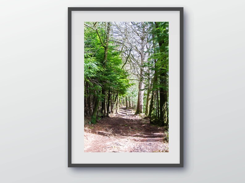 Forest Pathway Through Trees Nature Art Print, Wall Art! Instant ...