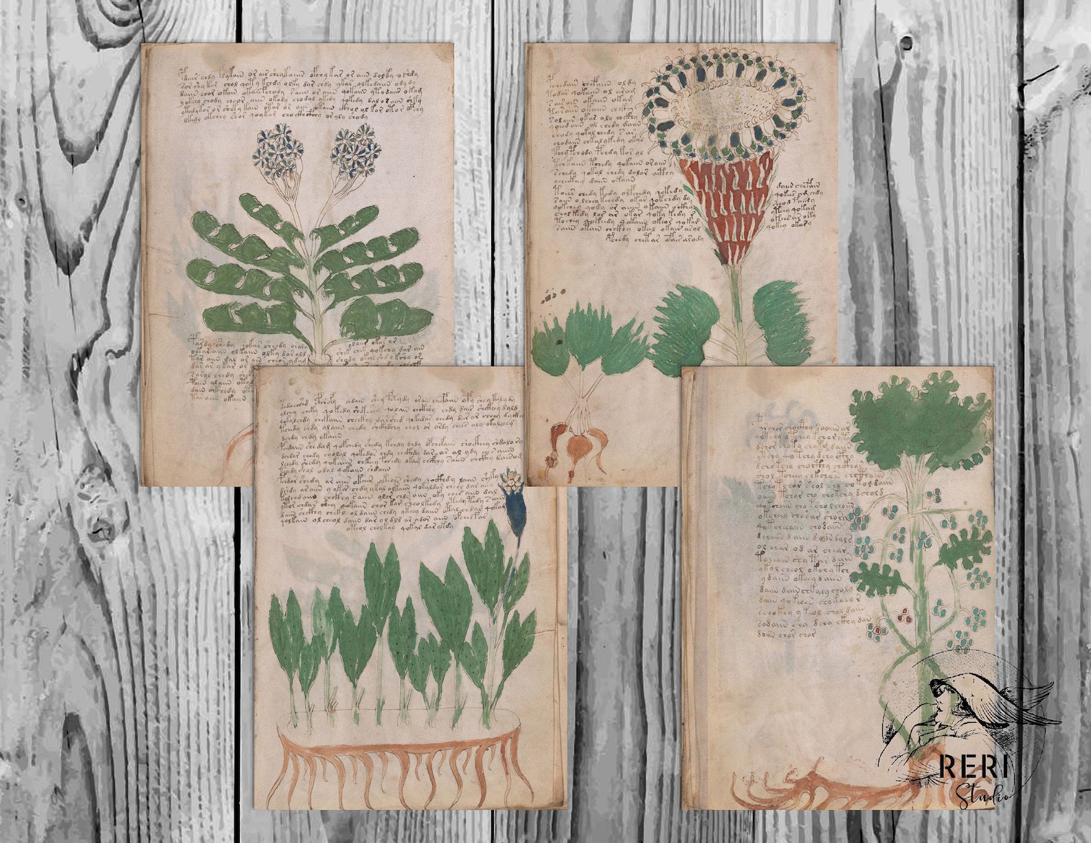 Rare Voynich Manuscript Pages SET 1, Printable Botanical Illustrations ...