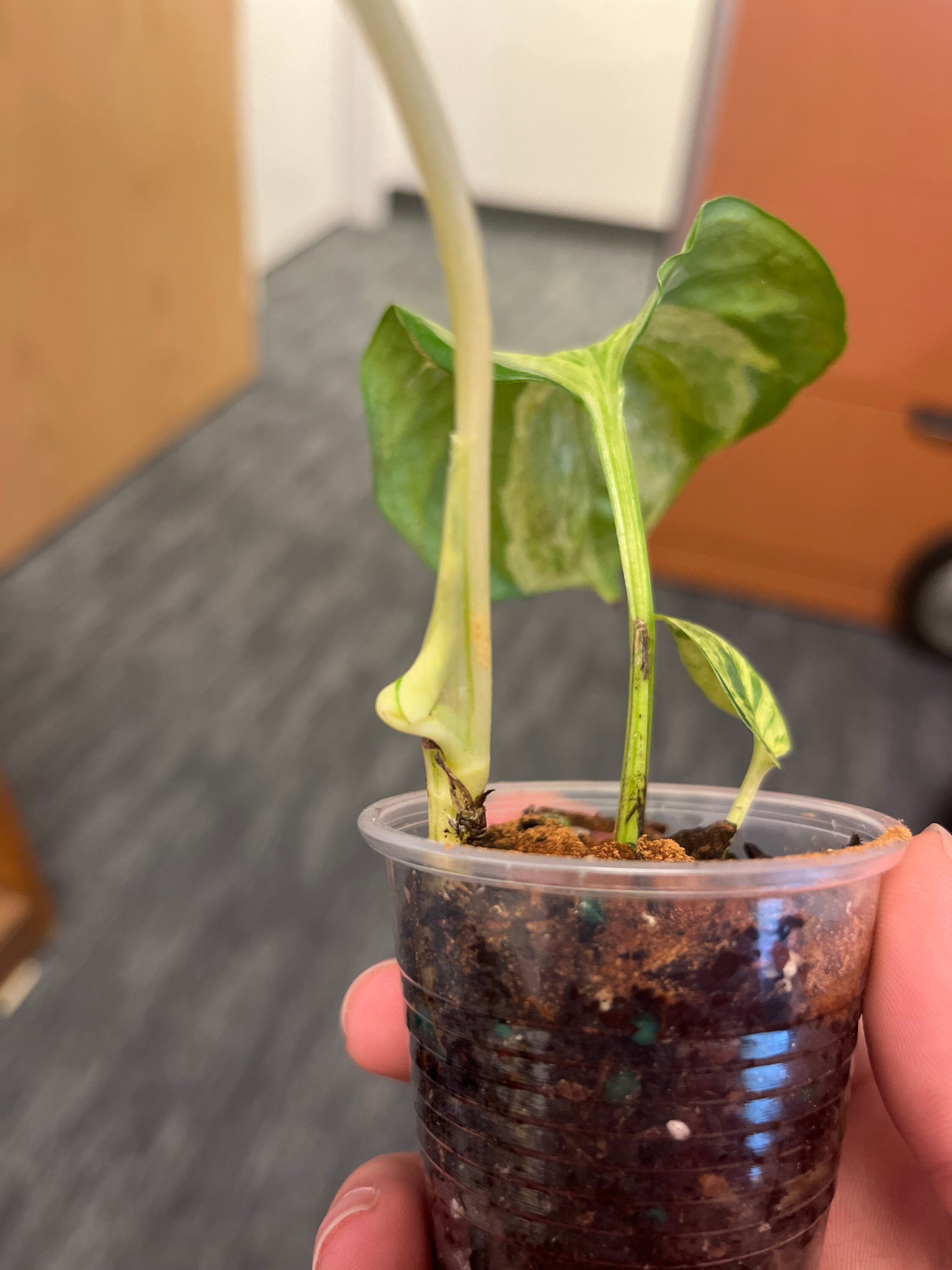 Floral & Garden Crafts House Plants Gardening & Plants Manjula Pothos ...