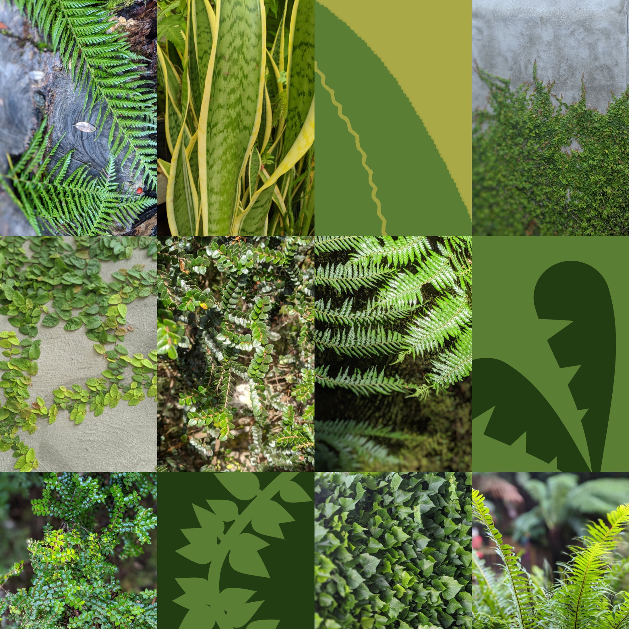 Plant Life Photo Wall Collage Kit Nature Wall Collage Kit - Etsy España