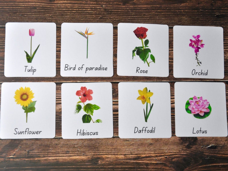 Safari Ltd Matching Cards Nature Bundle Printable Montessori - Etsy