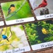 Backyard Birds Safari Ltd Compatible Language Cards Printable ...