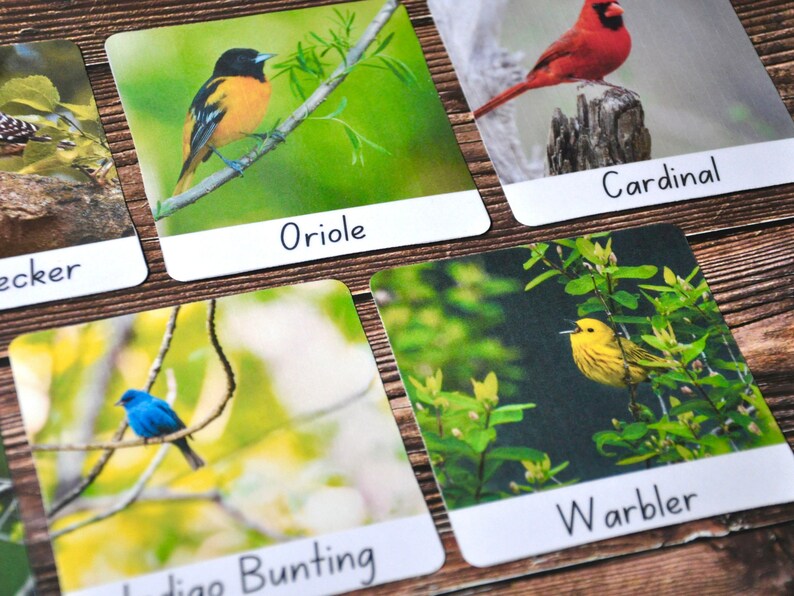 Backyard Birds Safari Ltd Compatible Language Cards Printable ...