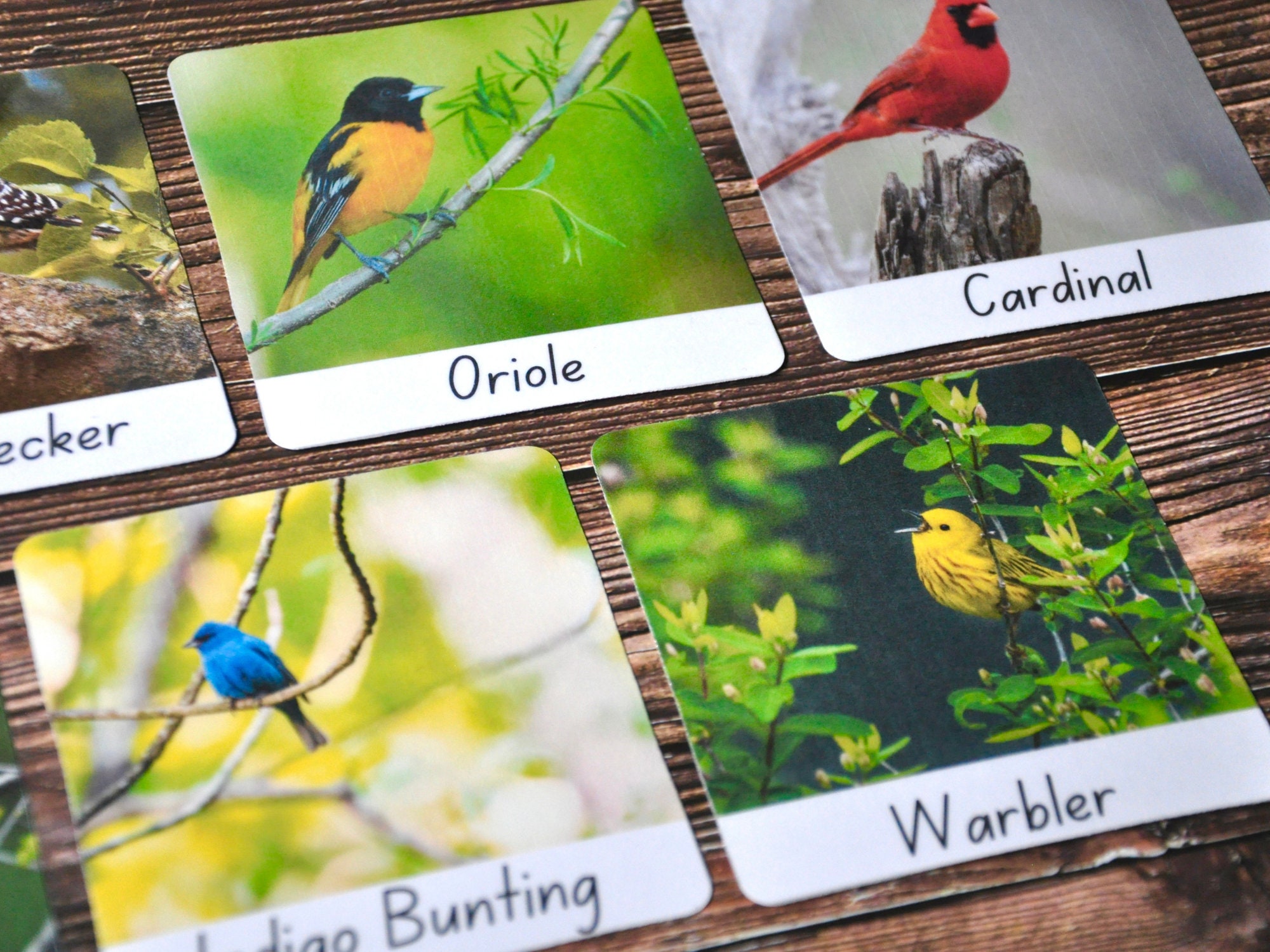 Backyard Birds Safari Ltd Compatible Language Cards Printable ...