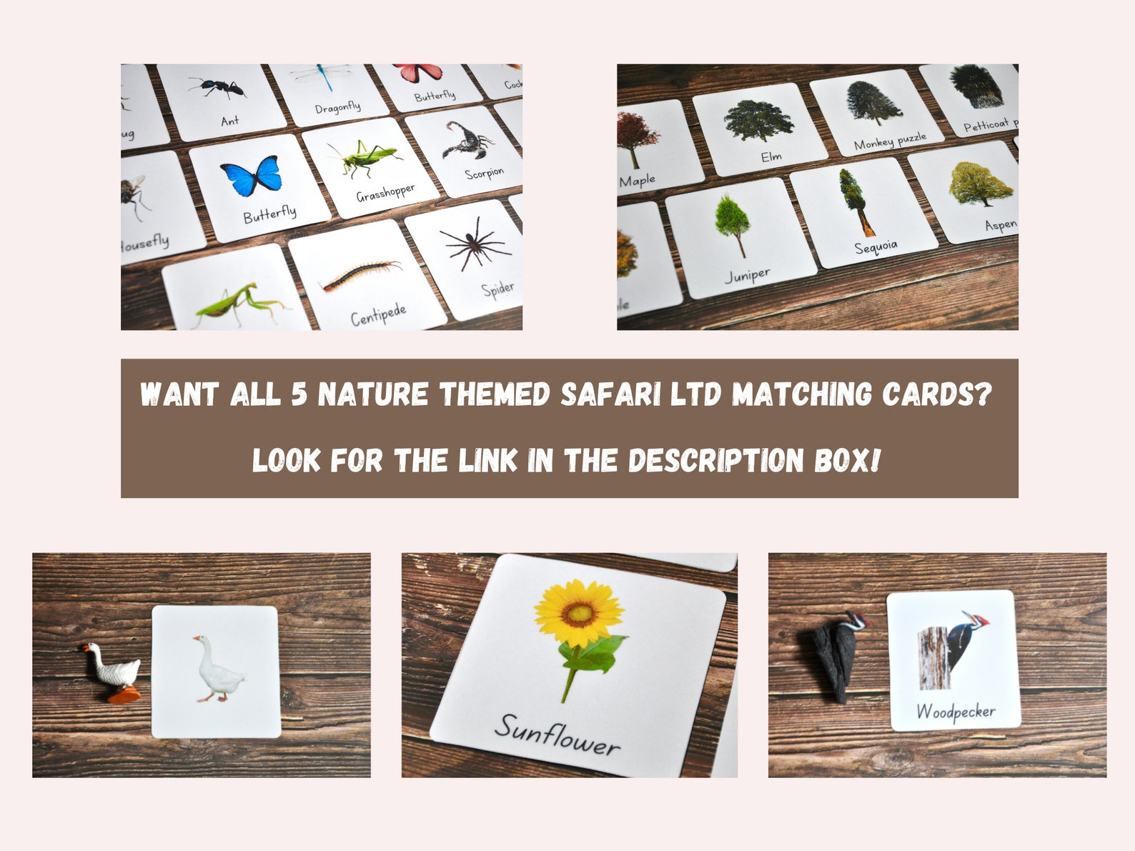 Backyard Birds Safari Ltd Compatible Language Cards Printable ...