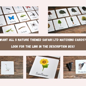Backyard Birds Safari Ltd Compatible Language Cards Printable ...