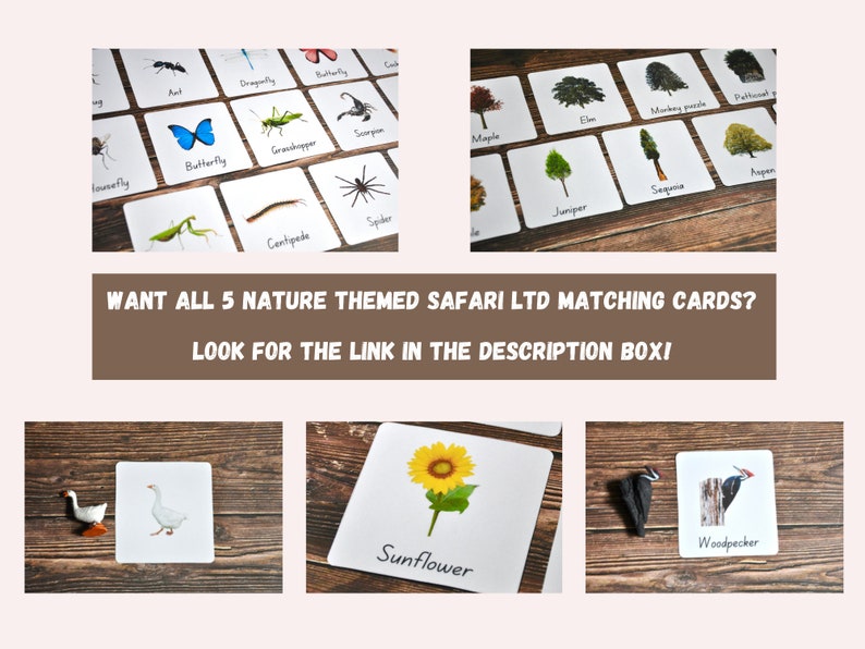 Backyard Birds Safari Ltd Compatible Language Cards Printable ...