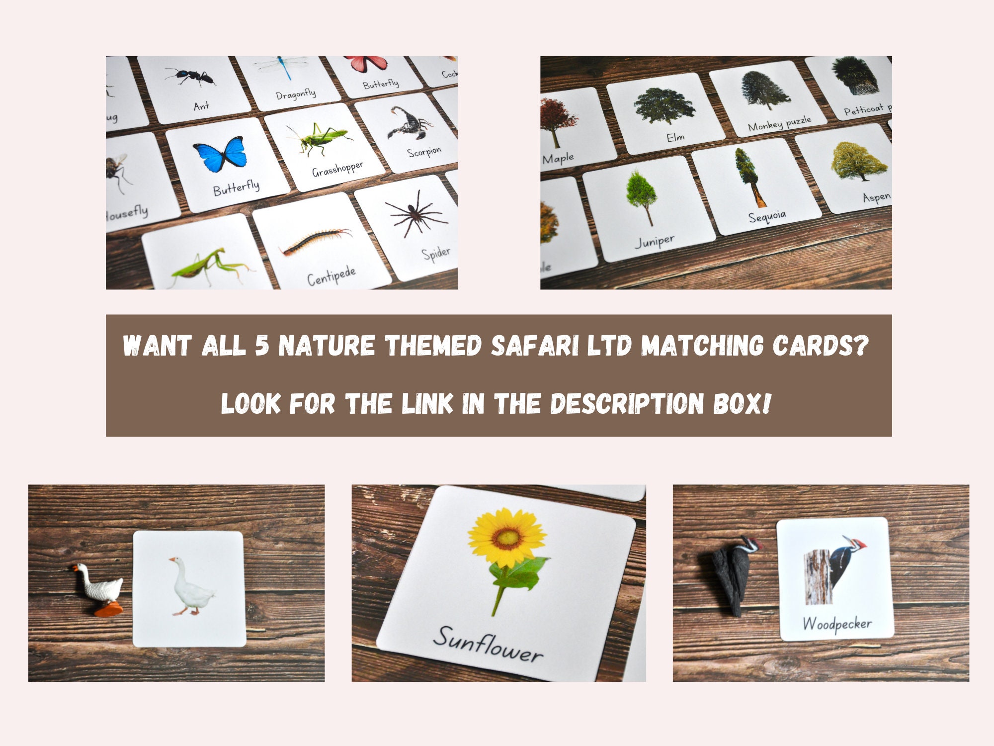 Backyard Birds Safari Ltd Compatible Language Cards Printable ...