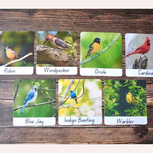 Backyard Birds Safari Ltd Compatible Language Cards Printable ...