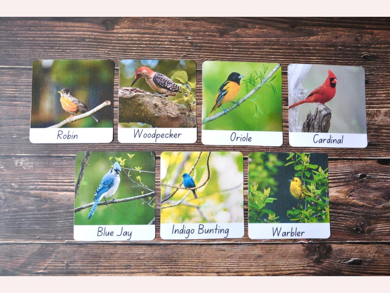 Backyard Birds Safari Ltd Compatible Language Cards Printable ...