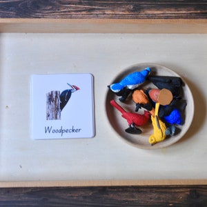 Backyard Birds Safari Ltd Compatible Language Cards Printable ...