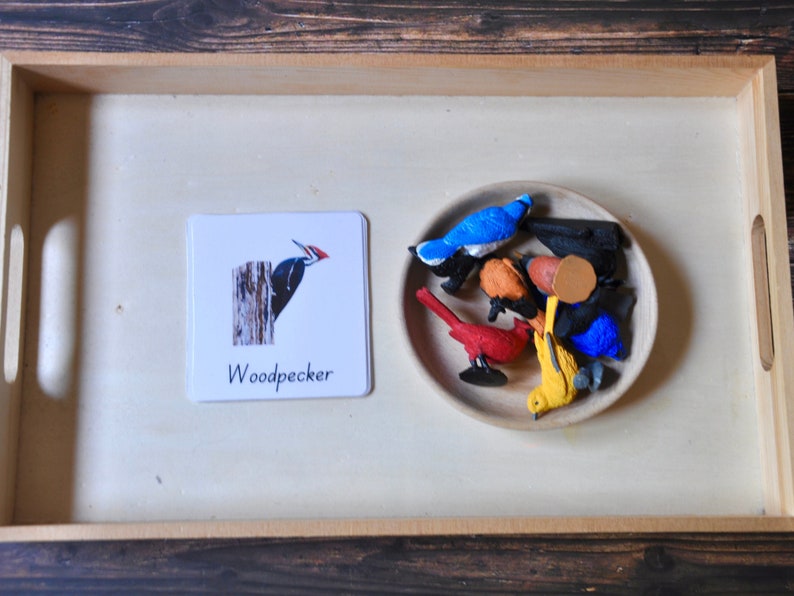 Backyard Birds Safari Ltd Compatible Language Cards Printable ...