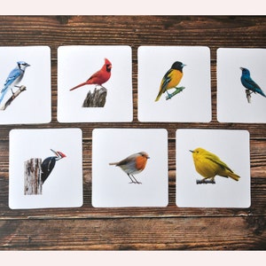 Backyard Birds Safari Ltd Compatible Language Cards Printable ...