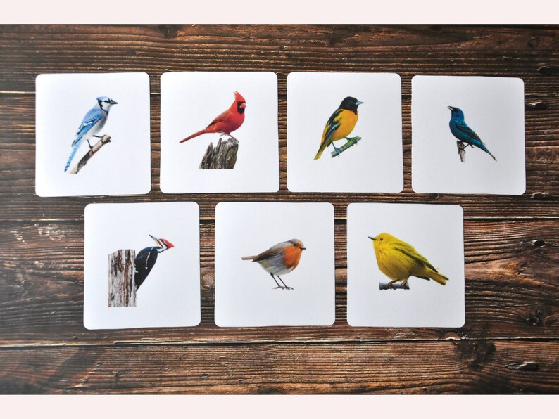 Backyard Birds Safari Ltd Compatible Language Cards Printable ...